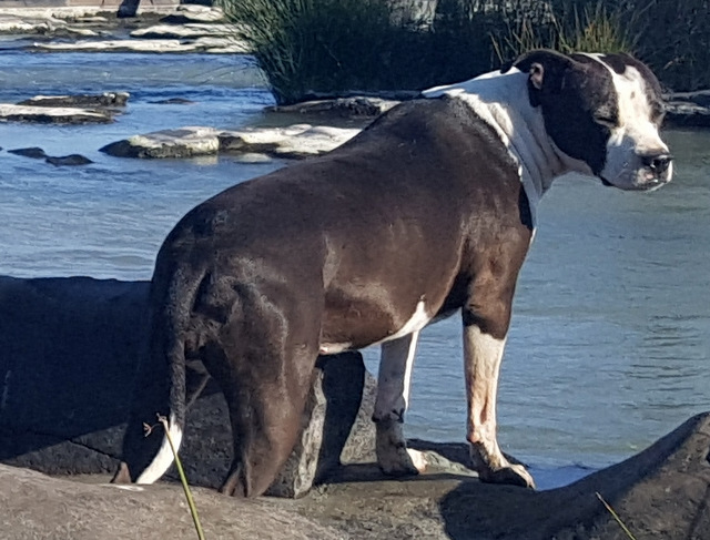 Remembrance Wall | Paw Print