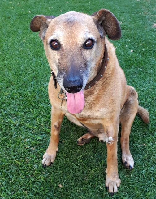 Remembrance Wall | Paw Print