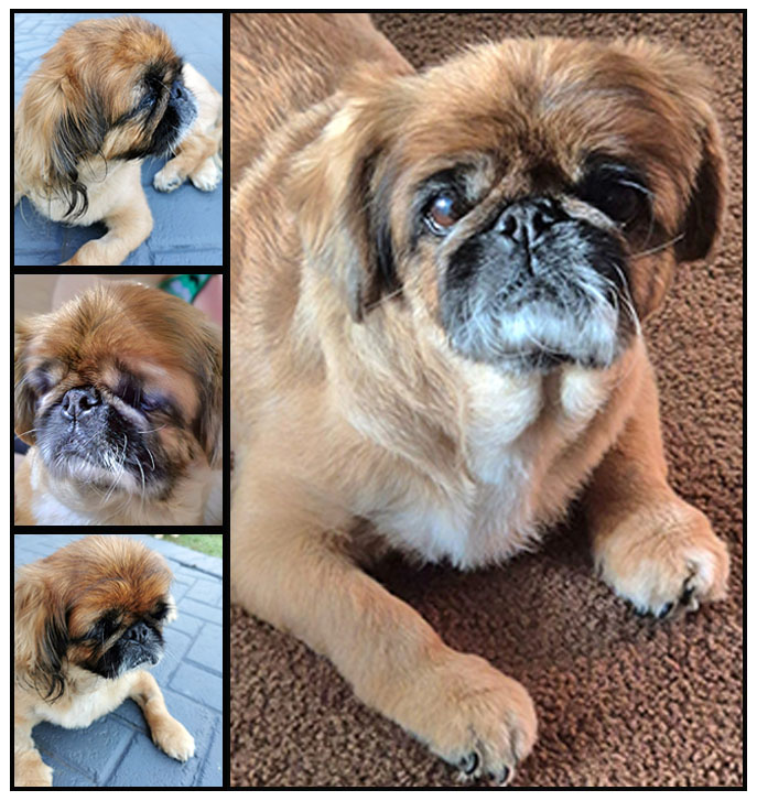 Remembrance Wall | Paw Print